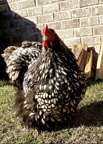 12+ Black Silver Laced English Orpington Chicken Hatching Eggs | eBay