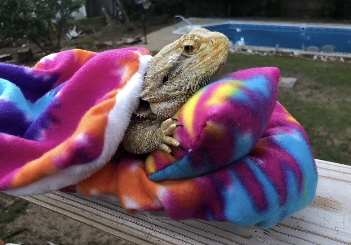 TYE DYE PRINT LARGE ATTACHABLE RESTING BED SET SOFT COVER 4 BEARDED ...