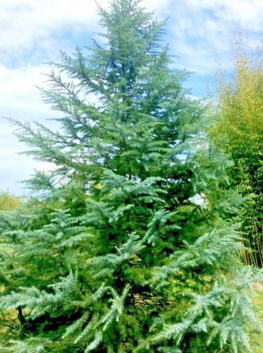 10 SHALIMAR DEODAR CEDAR SEEEDS - Cedrus deodara 'Shalimar' | eBay
