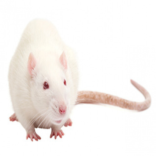 Frozen Feeder Rats for Reptiles - 9 different sizes - FREE SHIPPING | eBay