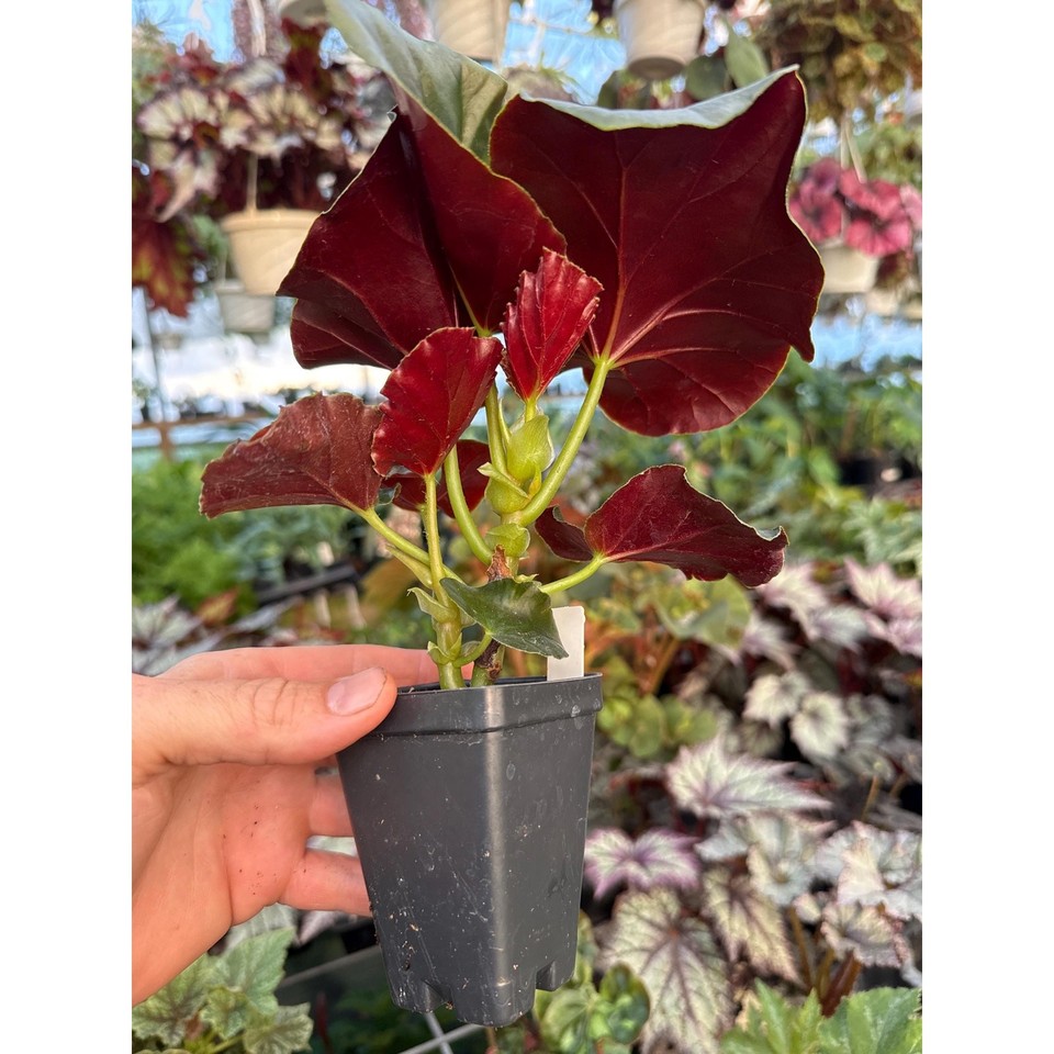 Begonia ‘Alice Faye’ | eBay