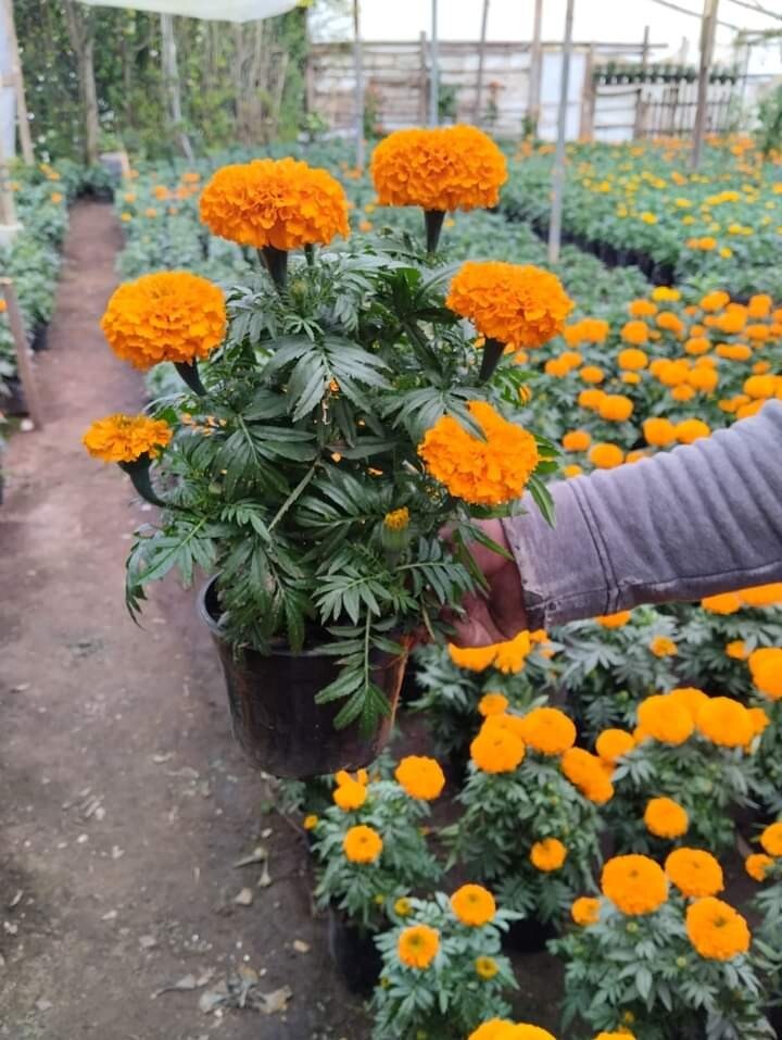 Cempasuchil enano 100 seeds | eBay