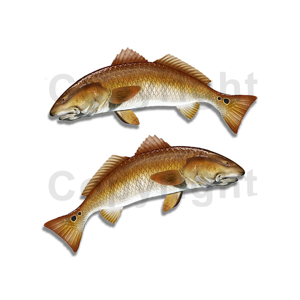 Redfish Sticker Decal Fishing RV Boat Car Truck Camper Trailer F053 2 ...