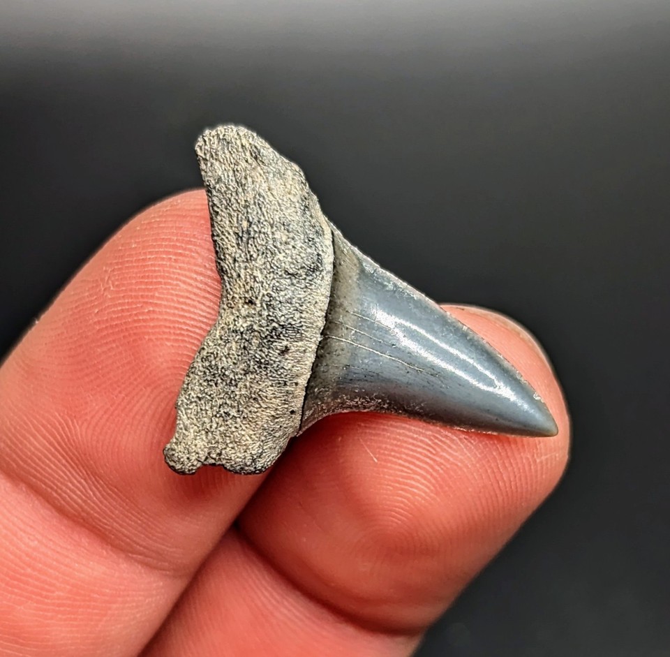 Beautiful Blue Isurus Retroflexus Mako Shark Tooth SC Gem | eBay
