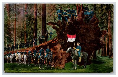 California Fallen Monarch Tree Mariposa Grove U.S. Cavalry CA redwood ...