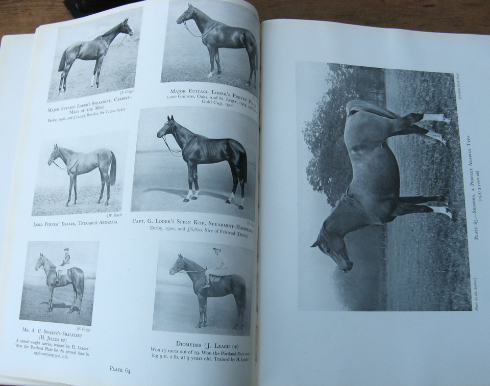 1938 Thoroughbred Racing Stock- Lady Wentworth 1st Edition Equestrian ...