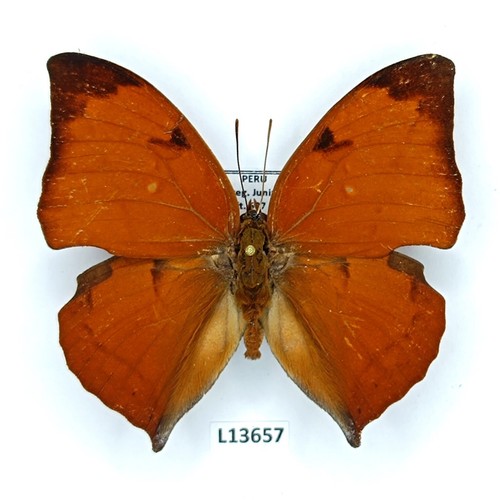 Nymphalidae, Zaretis isidora, male, A1/A1-, Peru | eBay