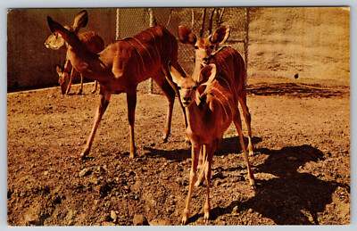 Postcard The Greater Kandu Los Angeles Zoo Animal Color Series Los ...