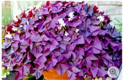 Oxalis Triangularis Purple shamrock rhizomes/bulbs | eBay