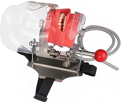 Mannequin Head Teeth Model Bench Mount Education Fix on (Banded Type ...