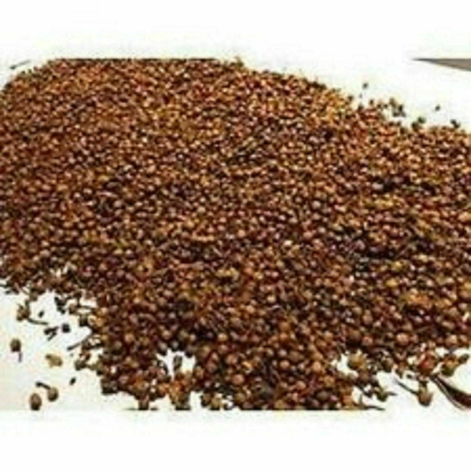 Lajawanti Seed Whole Mimosa Pudica Shy Plant Chui Mui Pure Indian Herb ...