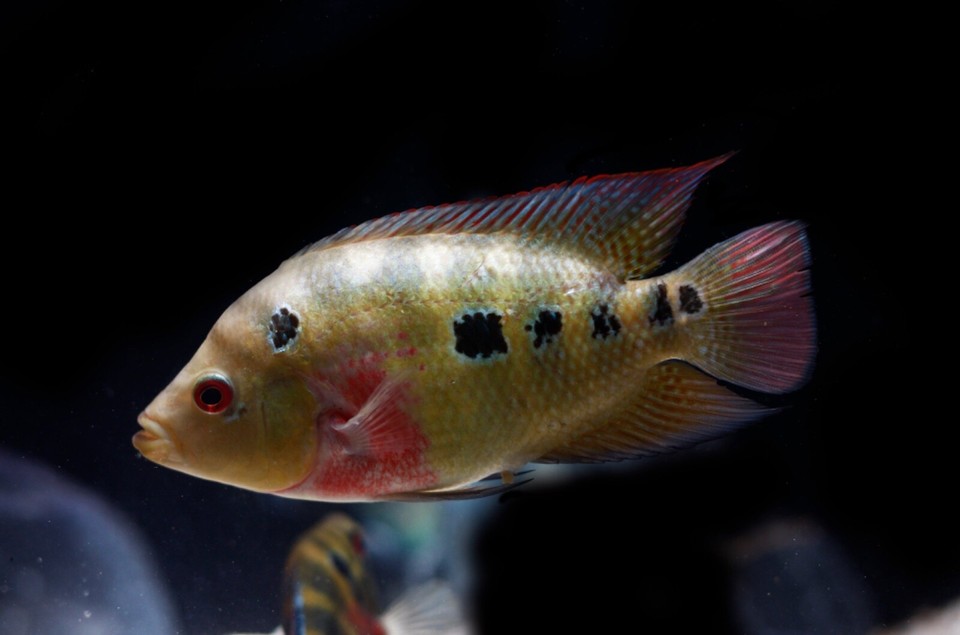 Three Spot Cichlid 4", Trimaculatus | eBay