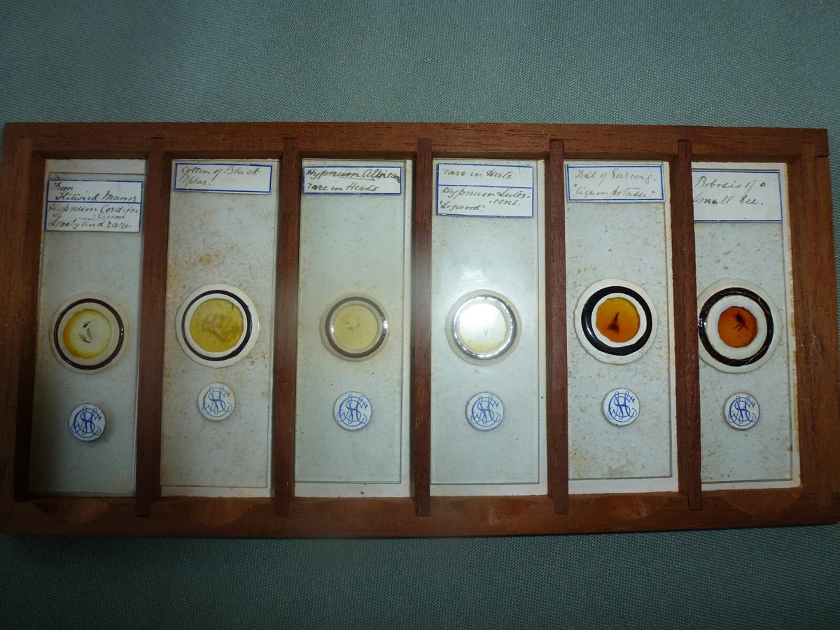 Microscope Slide Cabinet Antique | Cabinets Matttroy