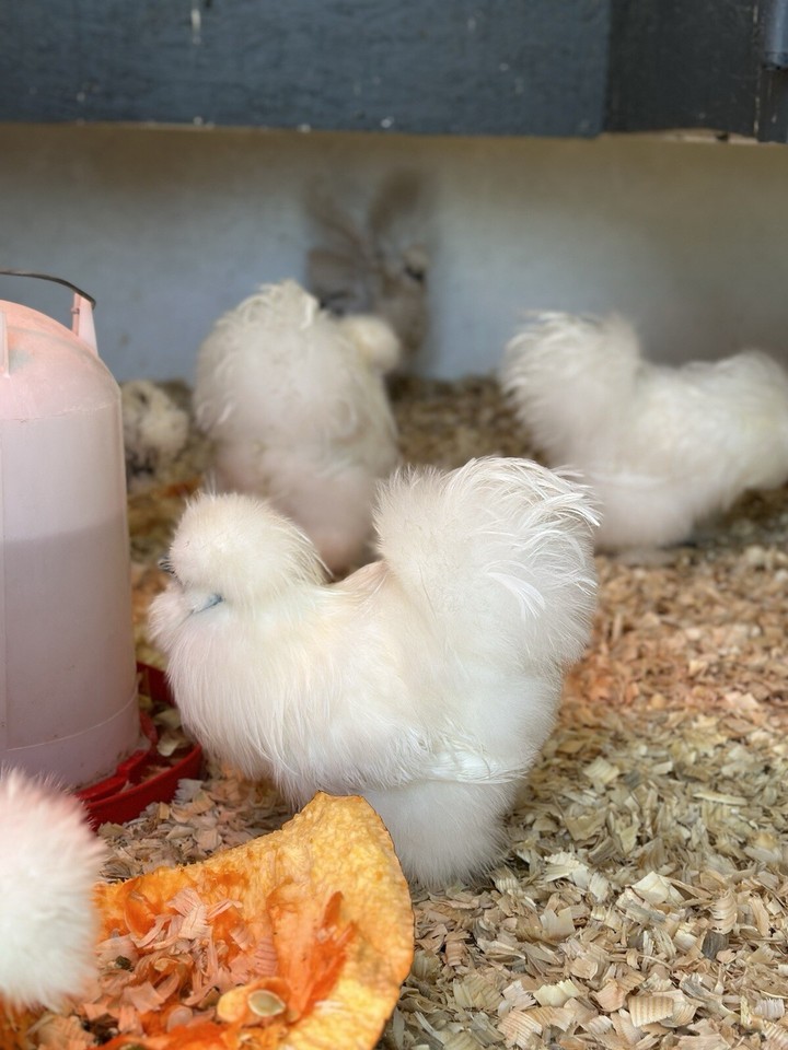 Hens ChoiceMottled, Paint, Black,White, Partridge, Buff Or Frizzle ...