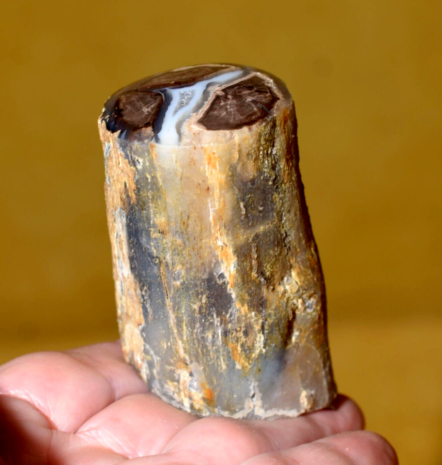 Amazing Blue Forest Agatized Petrified Eocene Wood Fossil Tree Limb ...