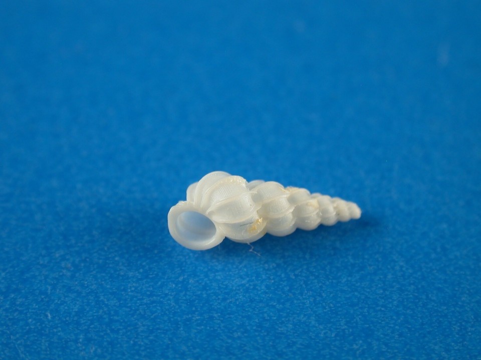 Epitonium subauriculatum, Excellent Sculpture, 7.5mm, Philippines Shell ...