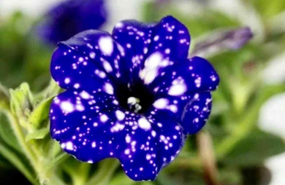 Petunia Starry Sky Blue Seeds ~ Night Sky ~ Grow Your Own ~ Spring ...