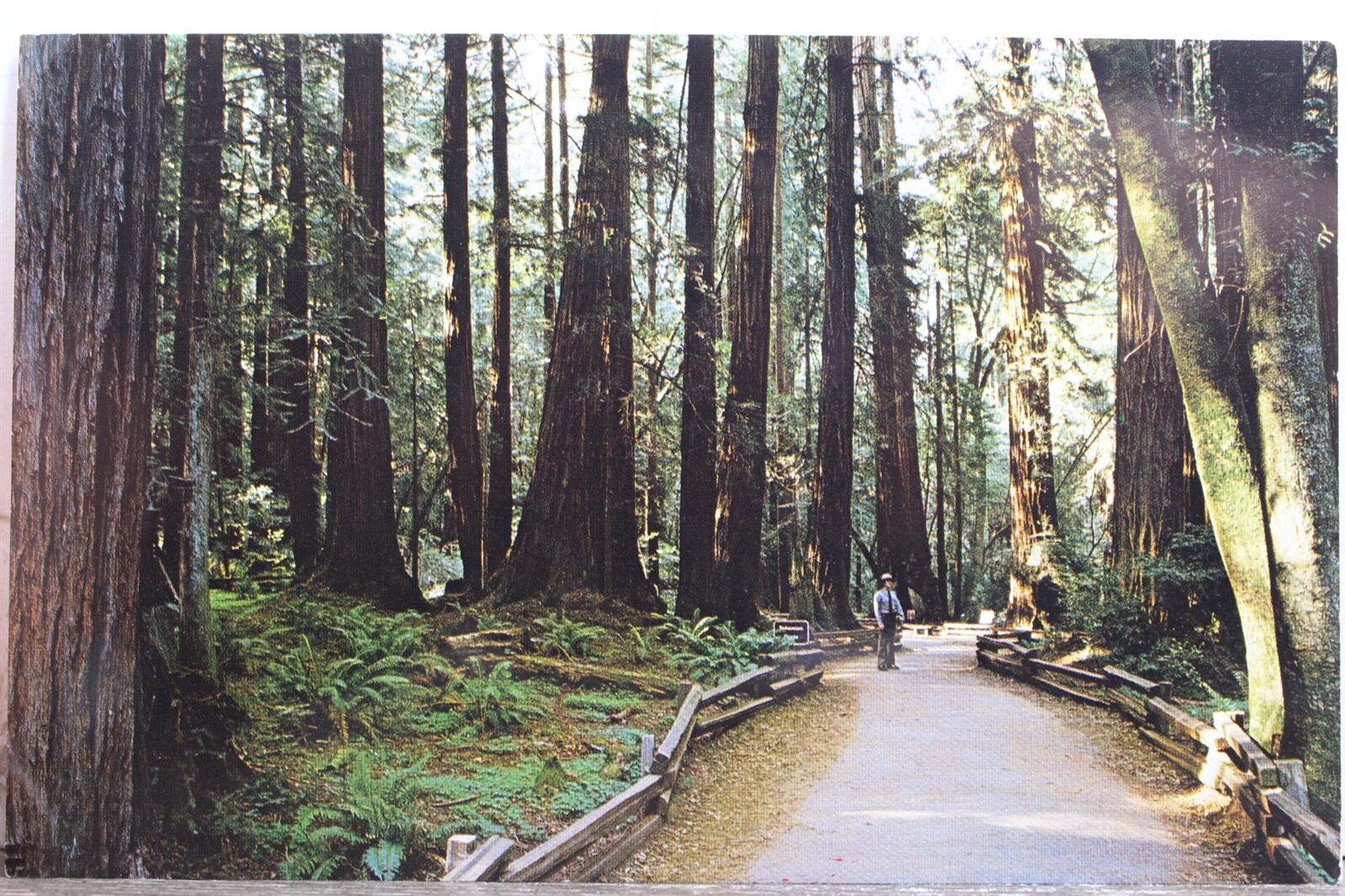 California CA Muir Woods National Monument Trail Park Ranger Postcard ...