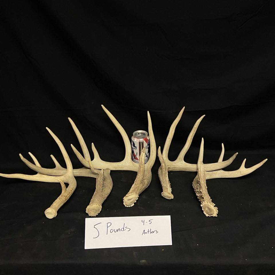 3, 5, 10 Pounds Premium A Grade Bulk Whitetail Deer Antlers - No ...