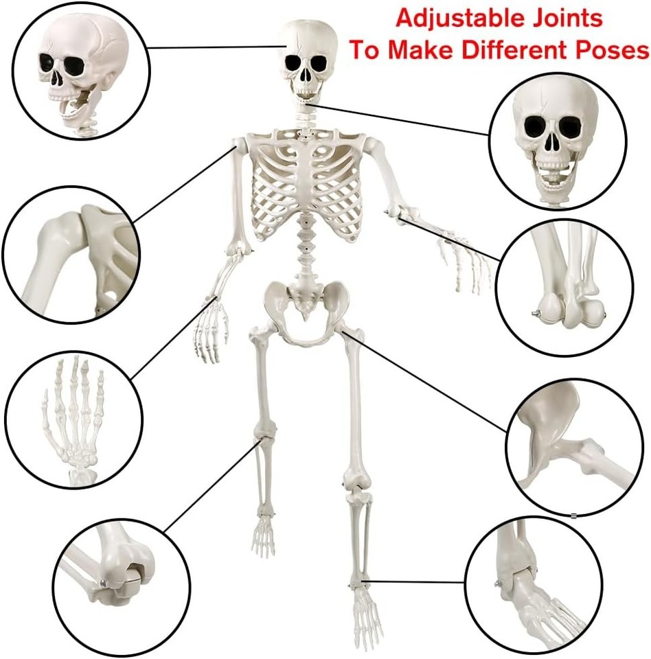 5.4FT Poseable Skeleton Prop Life Size Plastic Halloween Human Bones ...