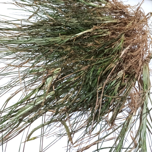 Ayurvedic Dry Paragis Plant 2oz Eleusine Indica Goosegrass Family ...