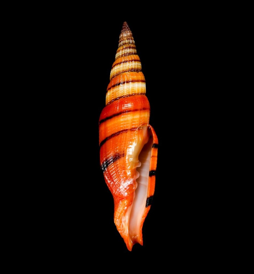SEASHELL - Vexillum citrinum filiareginae- RARE FORM, 58.4MM, VIETNAM ...