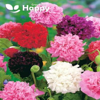 PEONY POPPY MIX - Double Flower poppy - 1300 seeds - Breadseed poppy ...