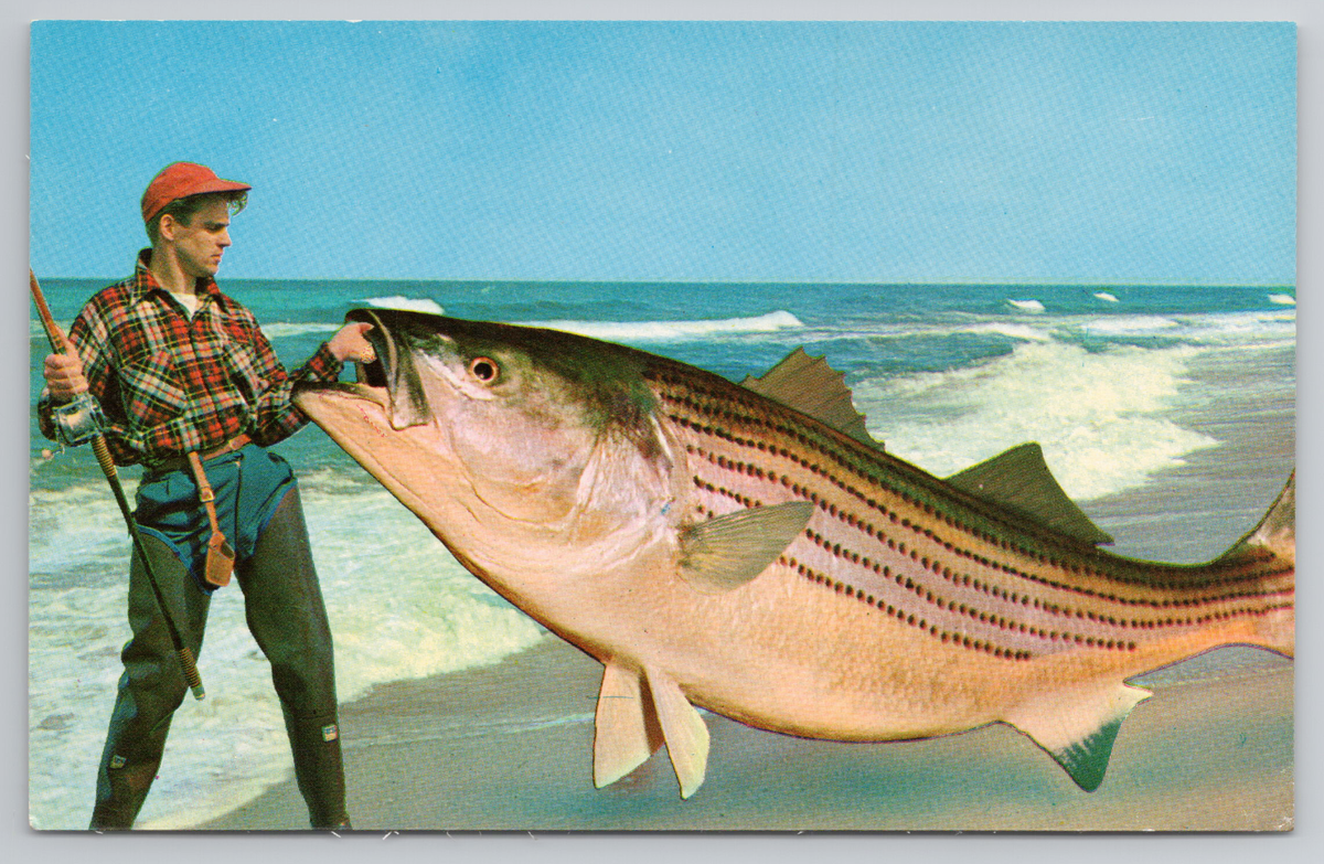 Funny Photoshopped Bass Fish 130+ Funny Bass Fishing Stock Photos,