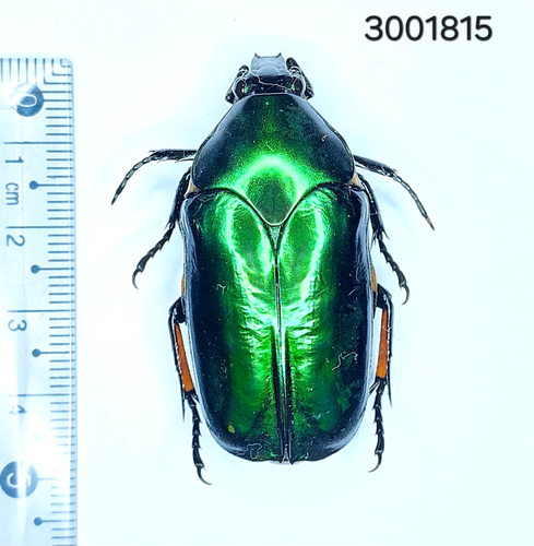 Cetoniinae Thaumastopeus sp. A1 #1815 NORTH THAILAND | eBay