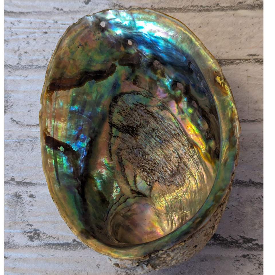 Vintage Abalone Shell | eBay
