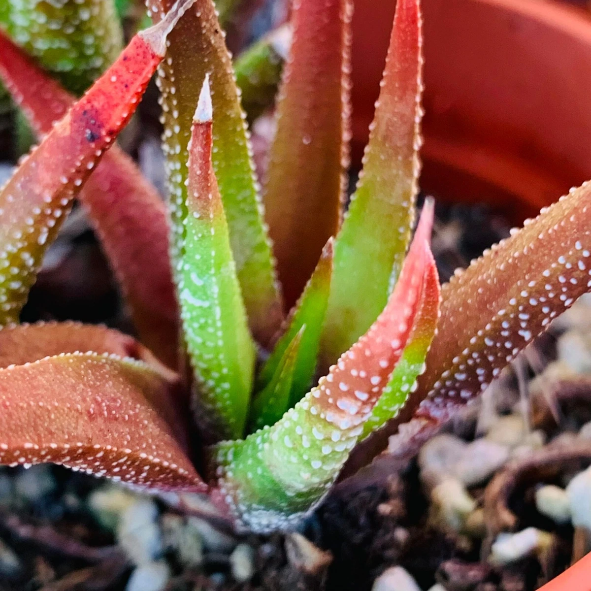 Red Cactus Plant