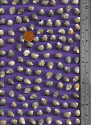 125 Very worn & broken UK NORTH SEA Scottish Common Periwinkle sea ...