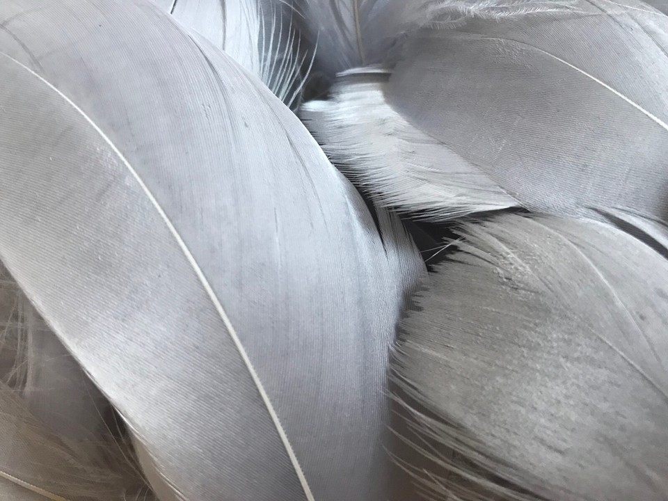 100 Solid Coloured Feathers - Mixed Sizes - Art, Craft, Bubble Balloon ...