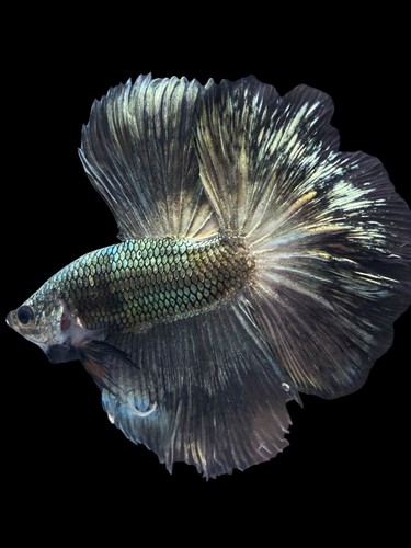 Live Betta Fish Male Halfmoon Fancy Copper USA SELLER M1211 | eBay