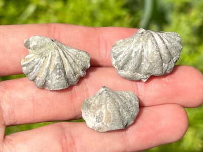 Indiana Fossil Brachiopods LOT Spirifera eudora Waldron Shale Silurian ...