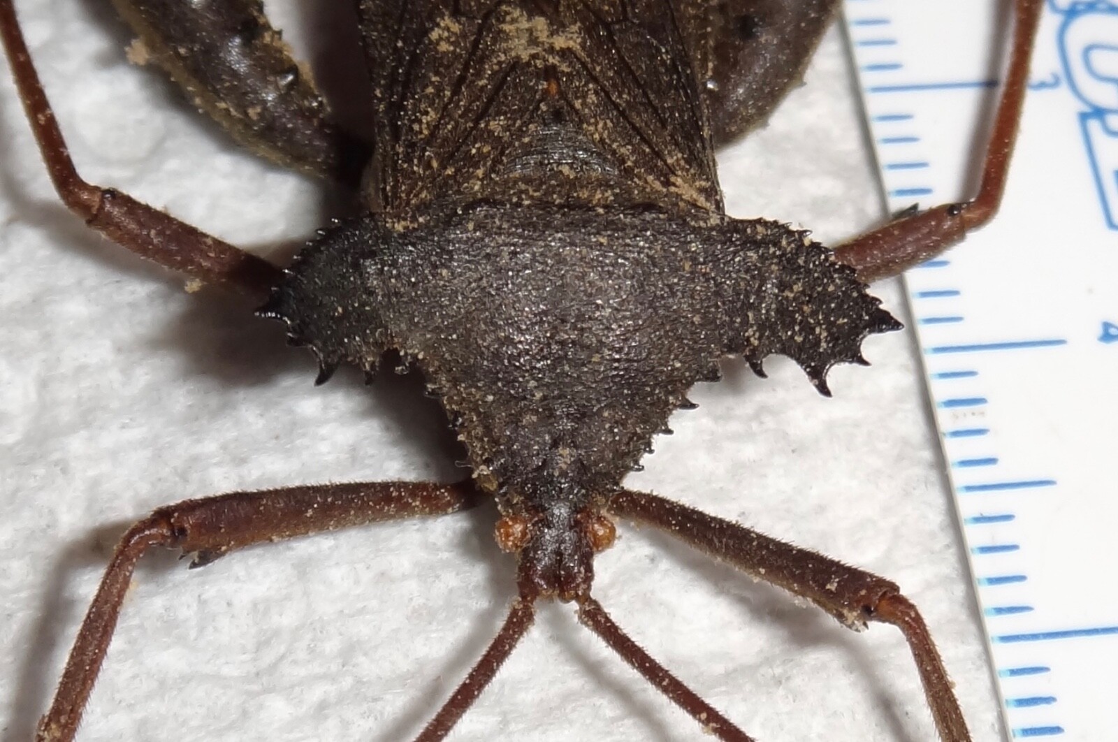 Hemiptera Coreidae Giant Leaf Footed Stink Bug 37mm Malaysia #Z36 ...