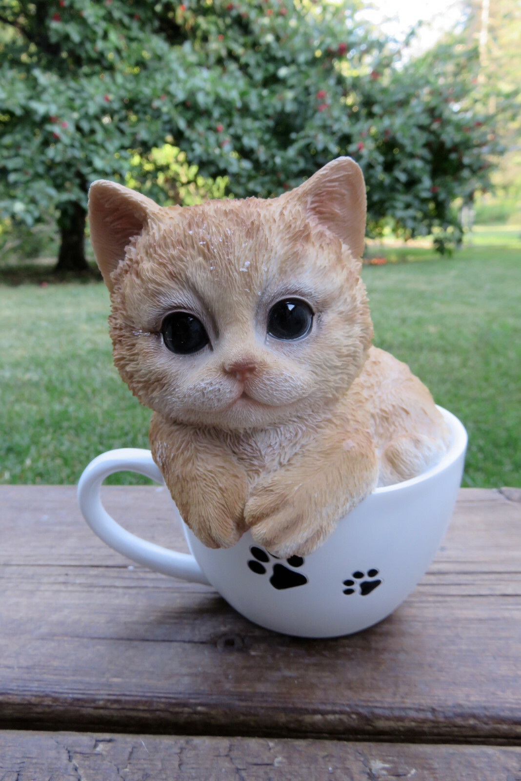 Fluffy Teacup Kittens