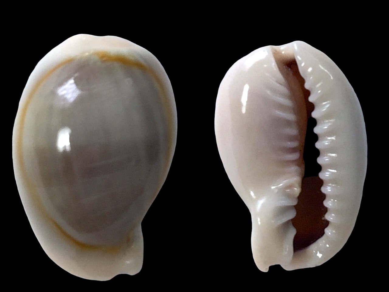 Cypraea annulus, Situbondo, Indonesia, 19,6 mm, FREAK, VERY NICE | eBay