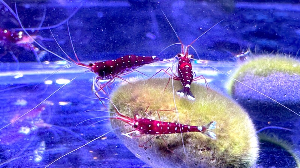 20 + 2 Sulawesi Cardinal Shrimp - Live Aquarium Shrimp Overnight ...