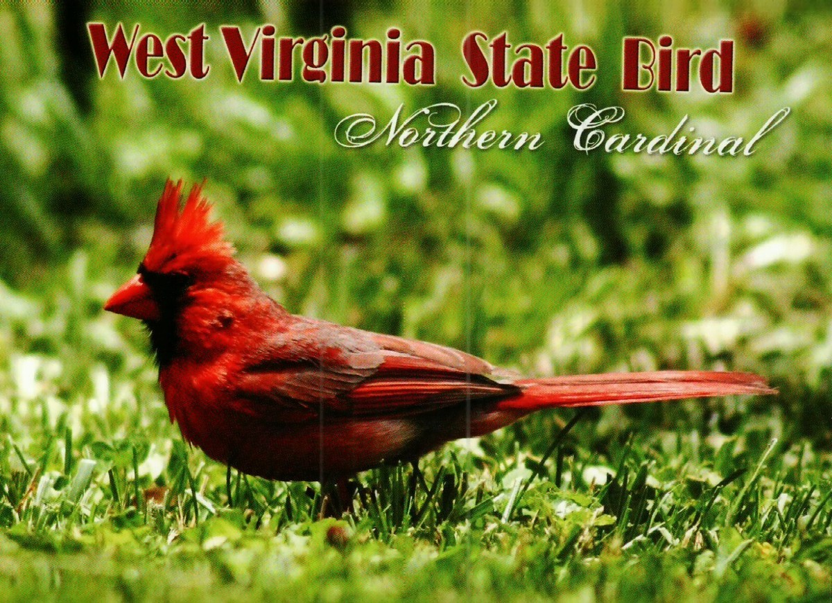 Virginia State Bird Picture Virginia State Art Print | Cardinal Art