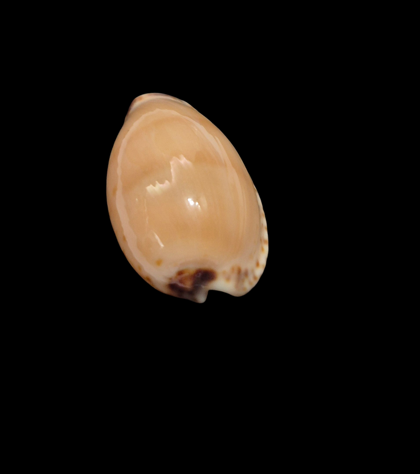 Conchiglia Shell CYPRAEA COMPTONII SW Australia 23,0 mm # (871) | eBay UK