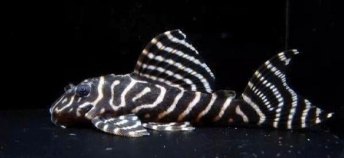L333 Pleco Live (Size 3 - 4cm) King Tiger Pleco-High Quality USA Seller ...