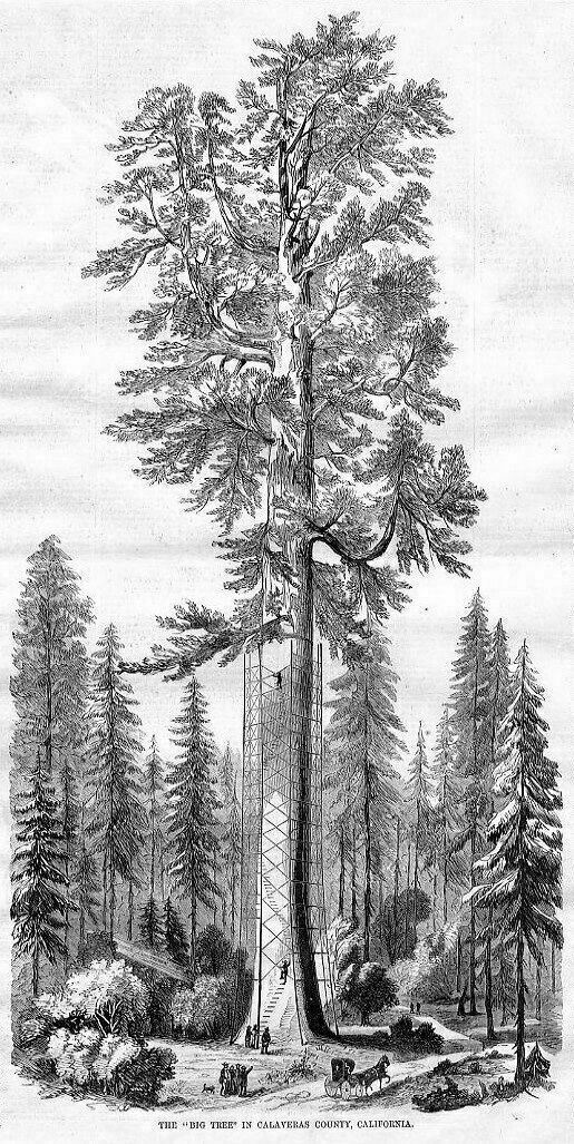 Giant Sequoia Tree Drawing