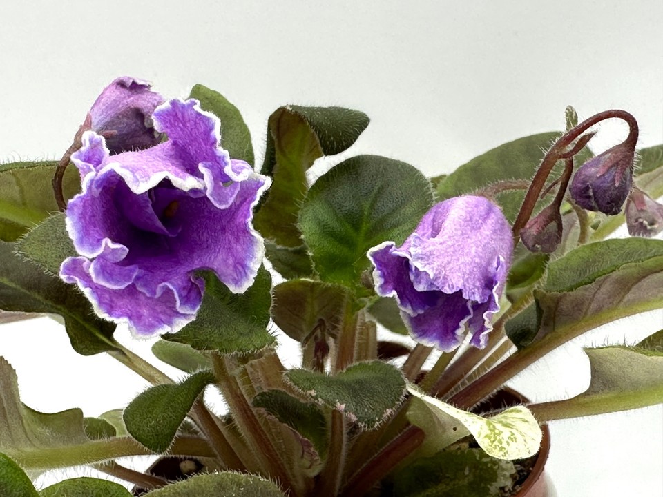 African Violet VaT-Aromat Glitsinii Longifolia Big Starter in Bloom Std ...