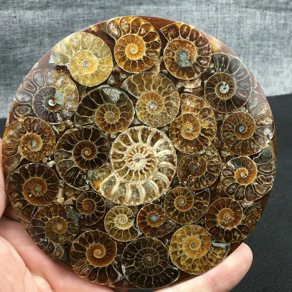 Natural Ammonite Disc Fossil Conch Specimen Crystal Reiki Healing ...