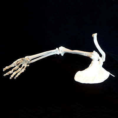 Anatomical Human Skeletal Arm Model -Medical Skeleton Hand Shoulder ...