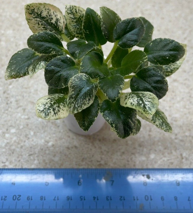 African Violet Plant - School Bells ~ Variegated semi-mini | eBay