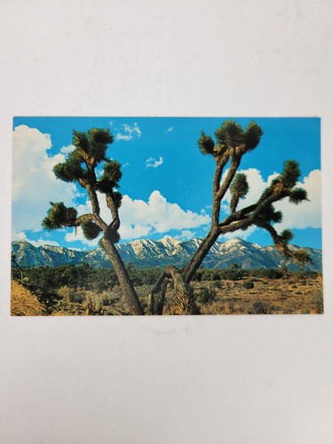 Vintage Postcard - Joshua Tree On The Desert | eBay
