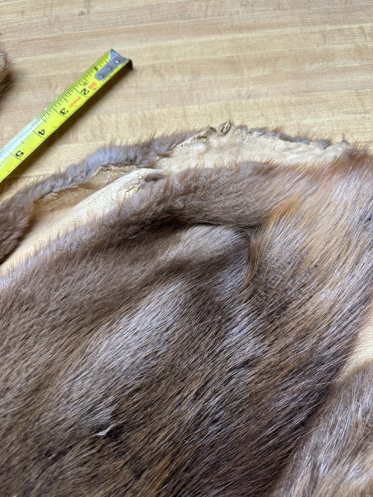 Tanned Beaver Hide Cased { Natural } Older Tan Reduced Damaged . Medium ...