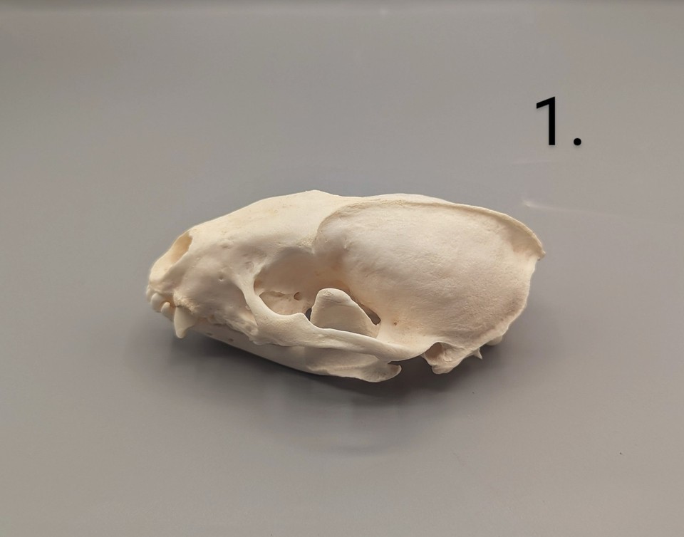 Asian Badger Skull, Animal Skulls, Taxidermy, Gothic, Gift, Home Decor ...